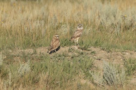 Home Page - SwiftCurrentOnline.com - Local news, Weather, Sports, Free ...