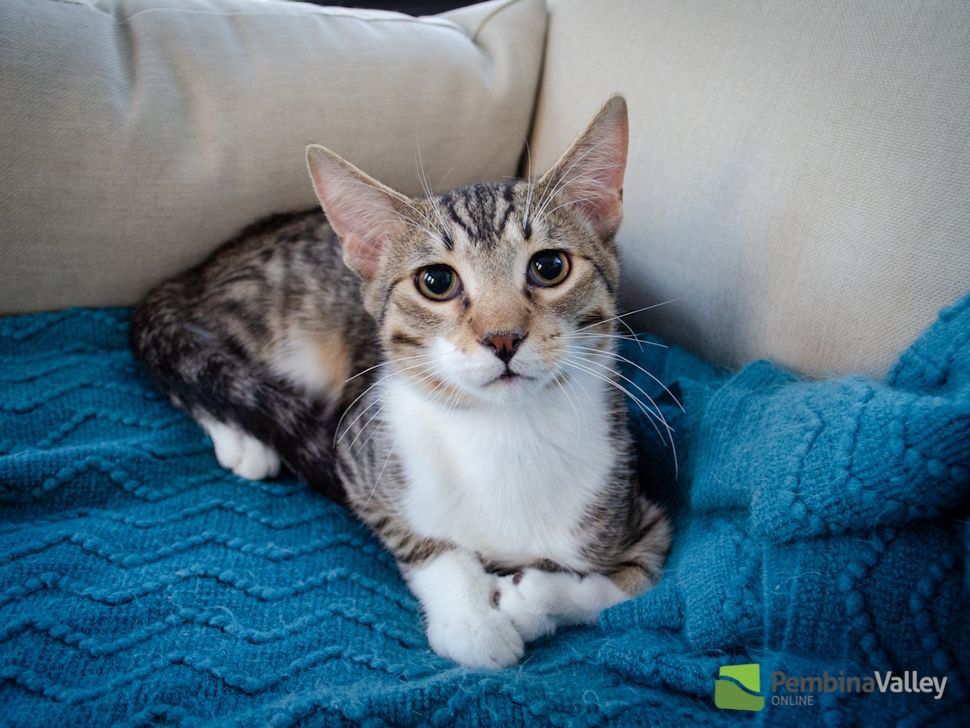 Paws for a cause: Furever Friends raffle raising funds for local cats ...