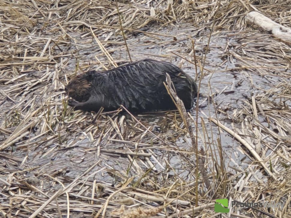 How a team of Morden residents saved a beaver from the dam ...