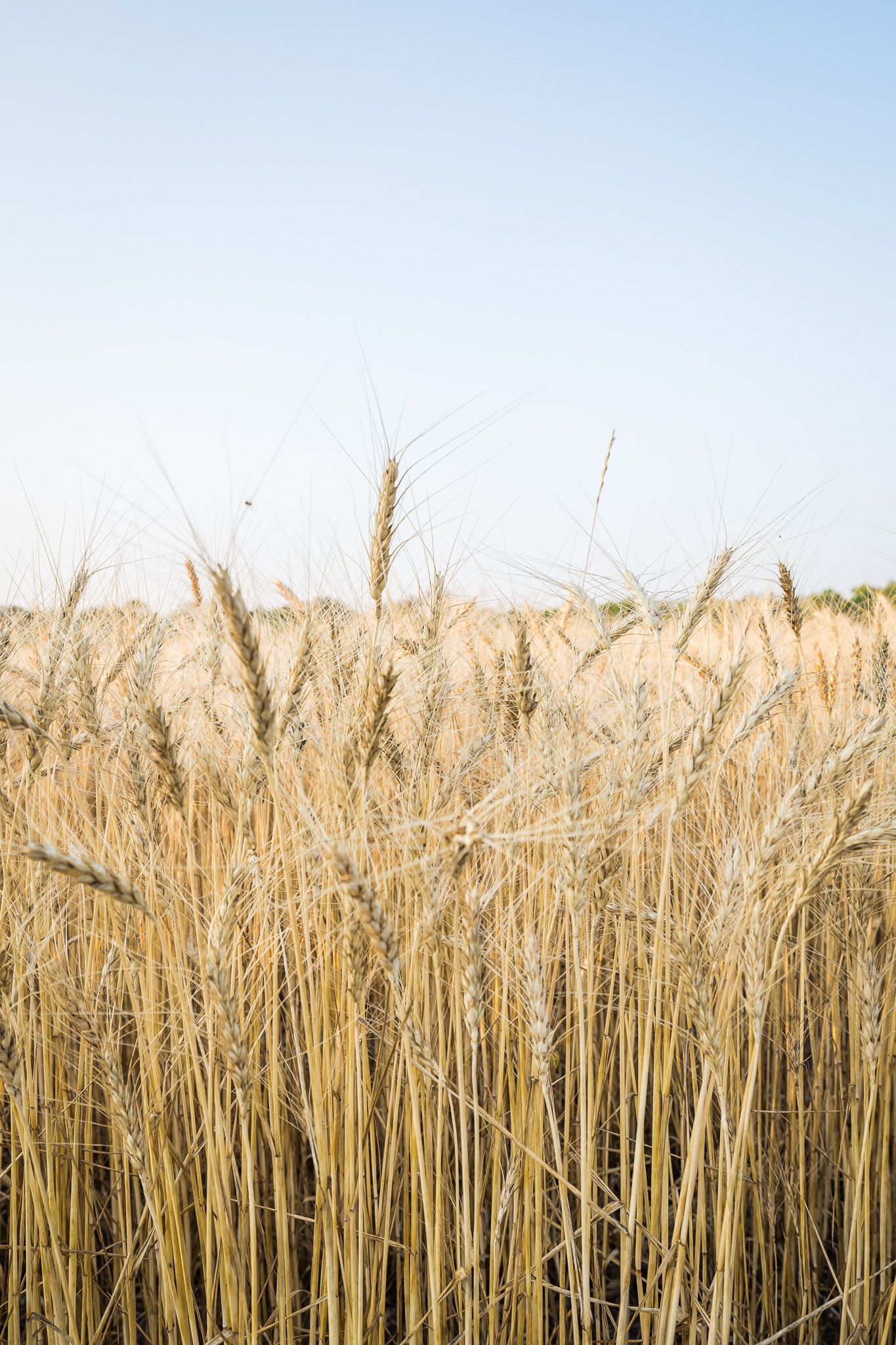 John Deere showcase at Threshermen’s Reunion & Stampede - PortageOnline ...