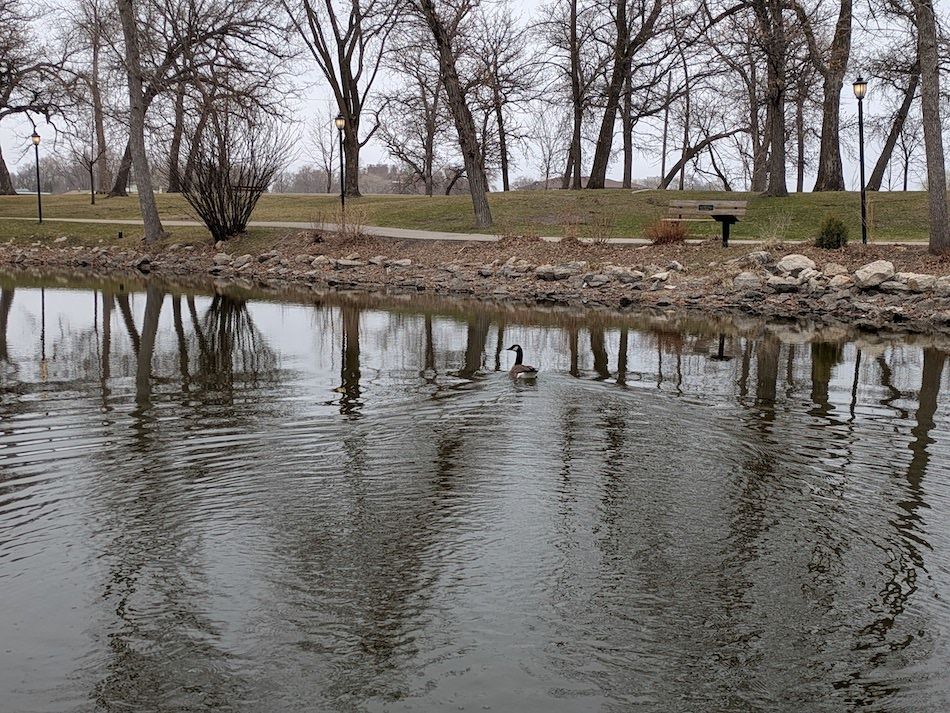 Rotary Duck Pond blossoms after years of hard work - PortageOnline.com ...