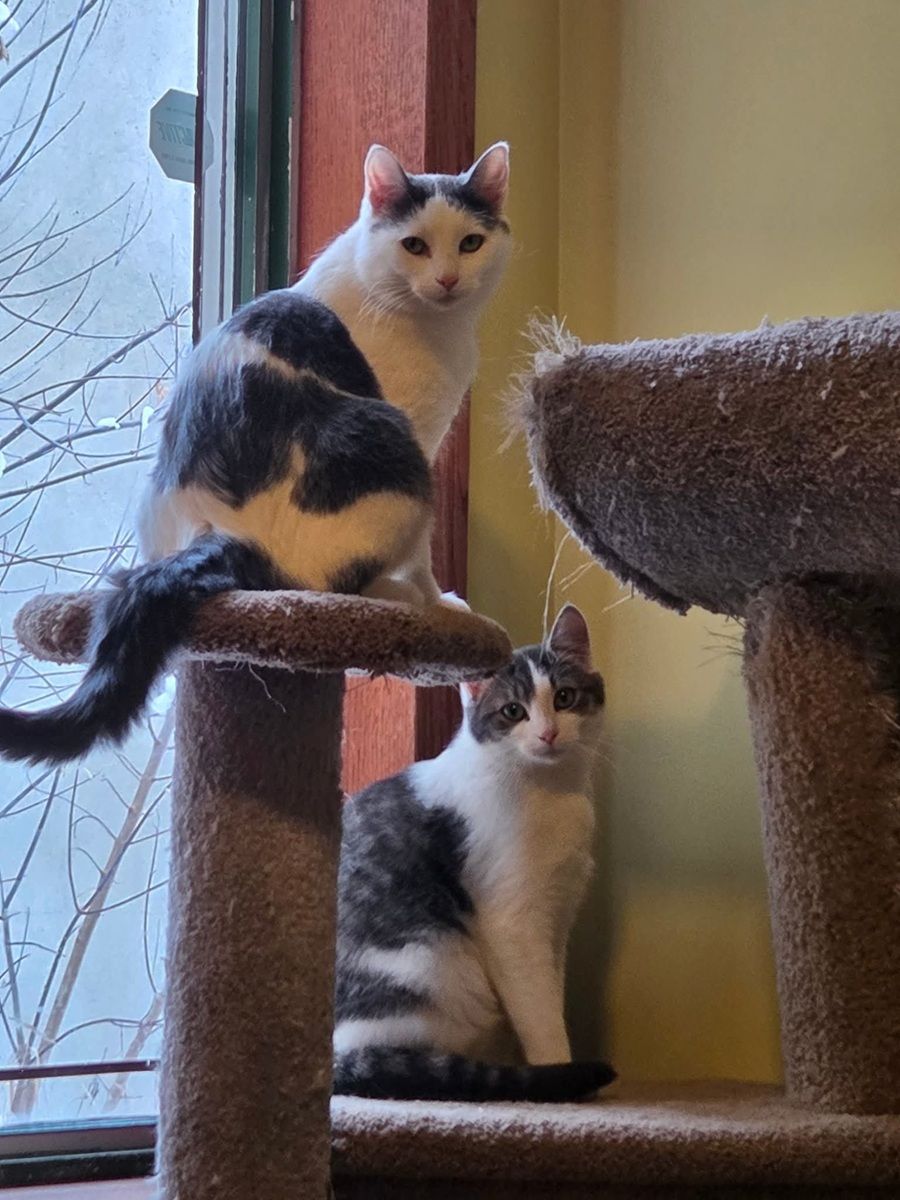 Happy Cat Sanctuary Creating a Better Life for the Cats of Strathmore ...