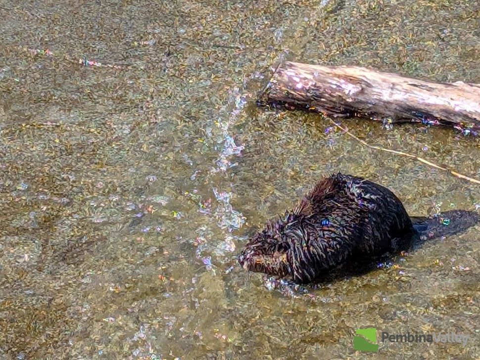 How a team of Morden residents saved a beaver from the dam ...