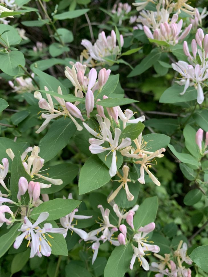 Pick non-invasive plants in garden stores - DiscoverWestman.com - Local ...