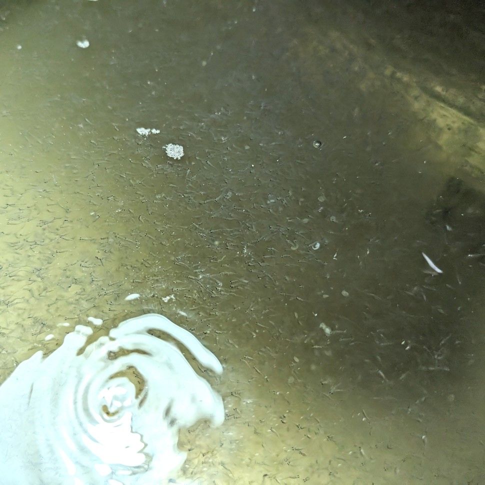 Walleye Hatchery by MJ Wildlife Federation has proved a game-changer ...