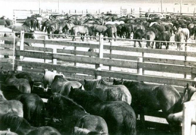 Southwest History: Swift Current's Horse Plant - SwiftCurrentOnline.com ...
