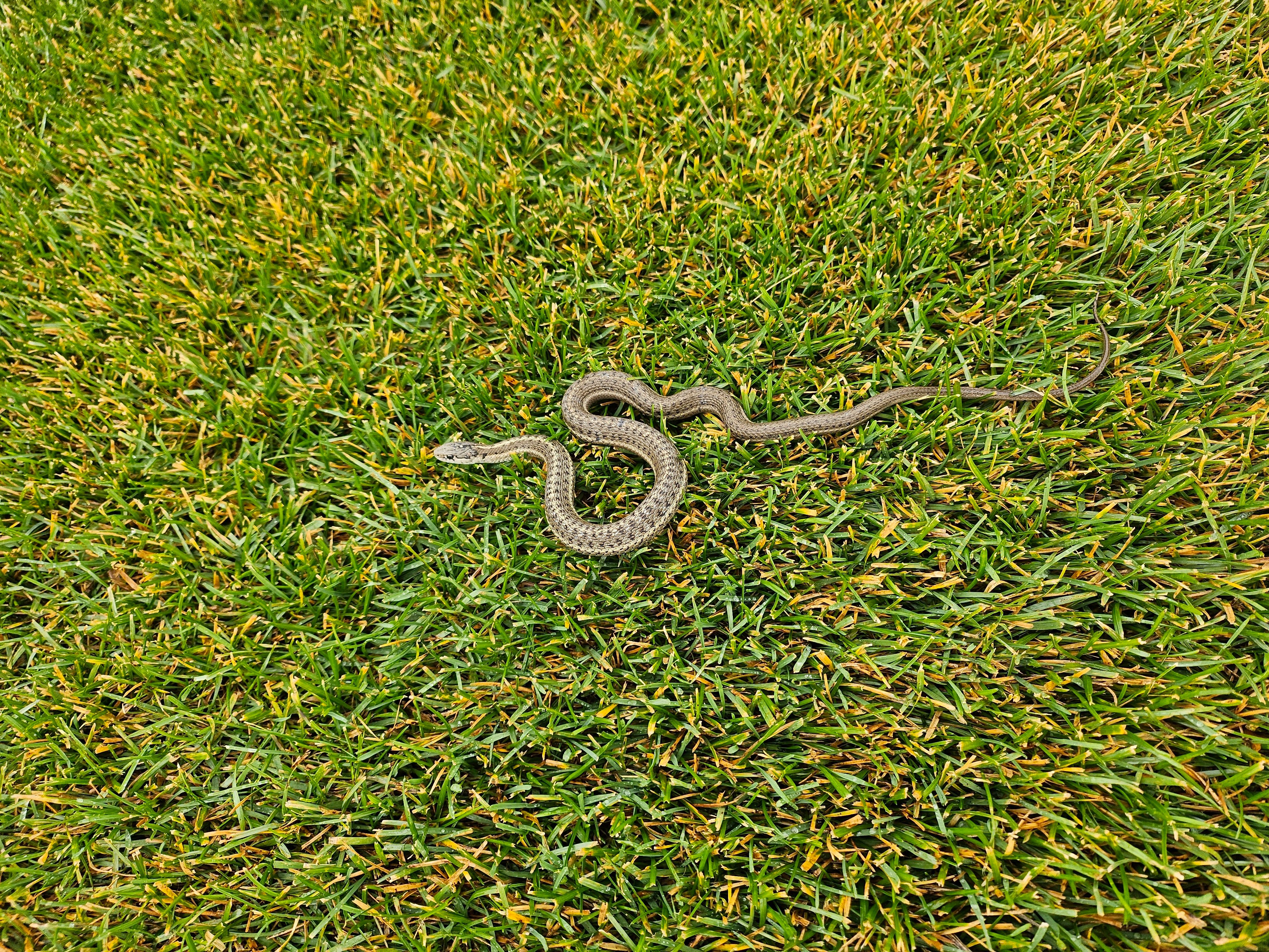 Garter snakes slither into spring along Bow River - CochraneNow ...