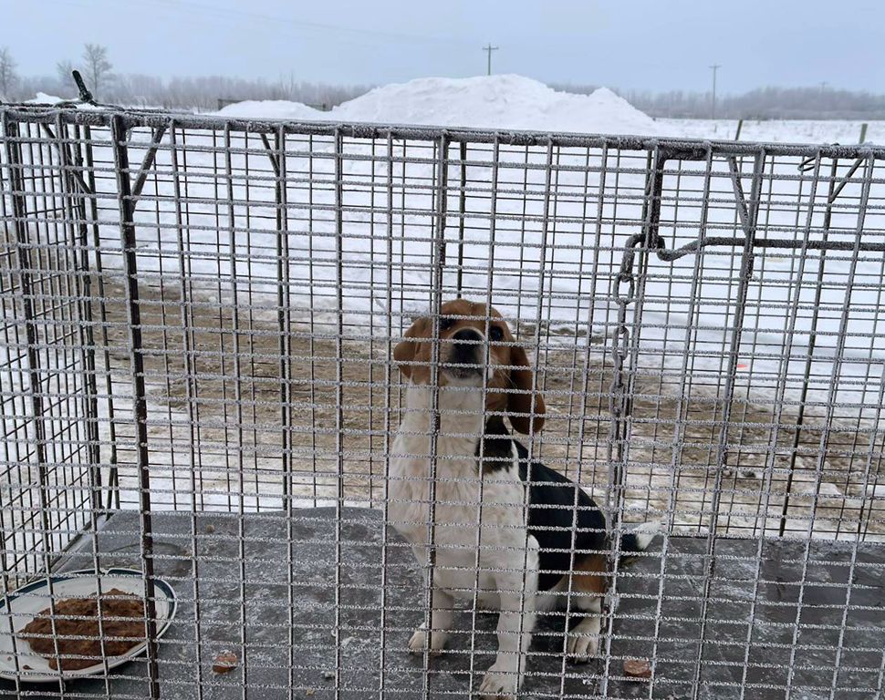 Elusive, injured dog is finally trapped and getting medical care ...