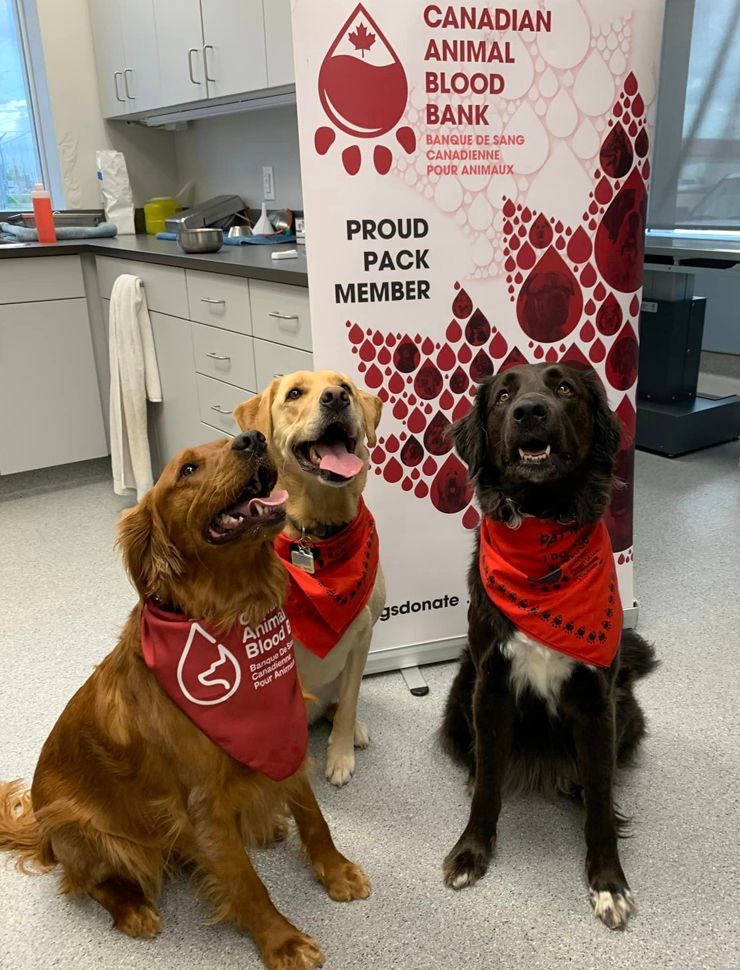Local dogs make regular blood donations to help other dogs in need ...