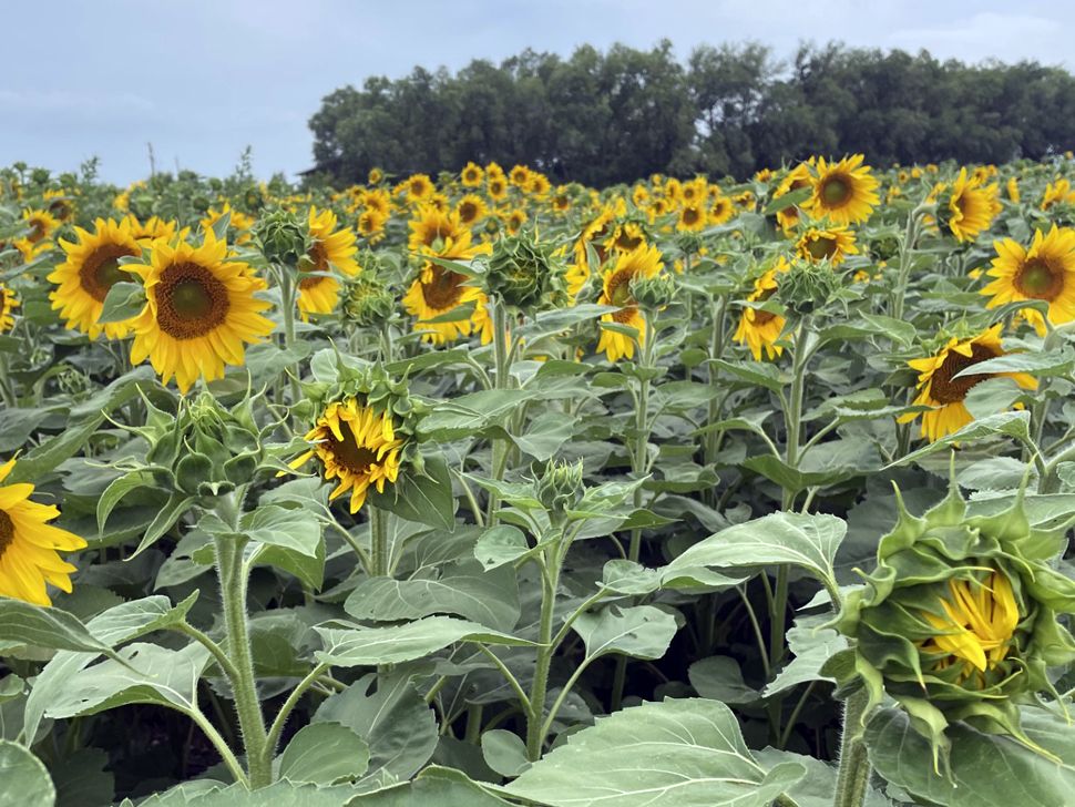 Crops looking variable in the Randolph area - SteinbachOnline.com ...