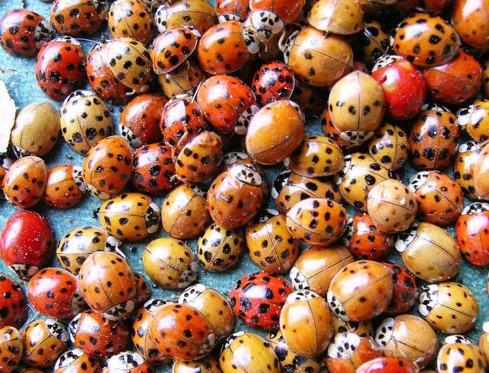 Why so many Asian lady beetles and boxelder bugs? - SteinbachOnline.com ...