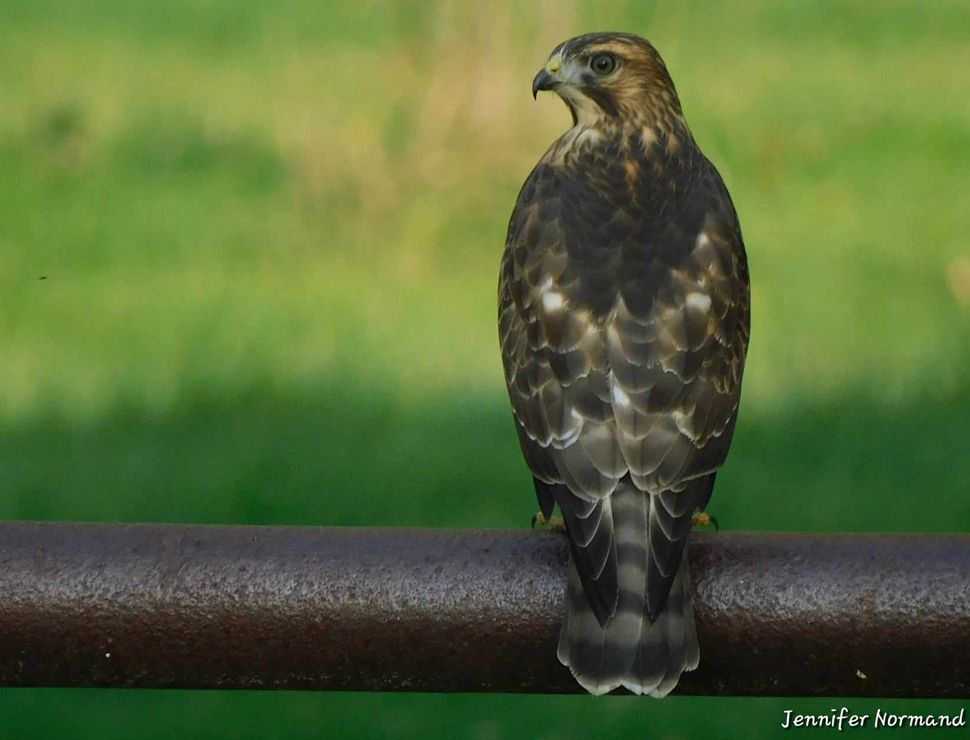 Photographer shares stunning images of Manitoba birds - SteinbachOnline ...
