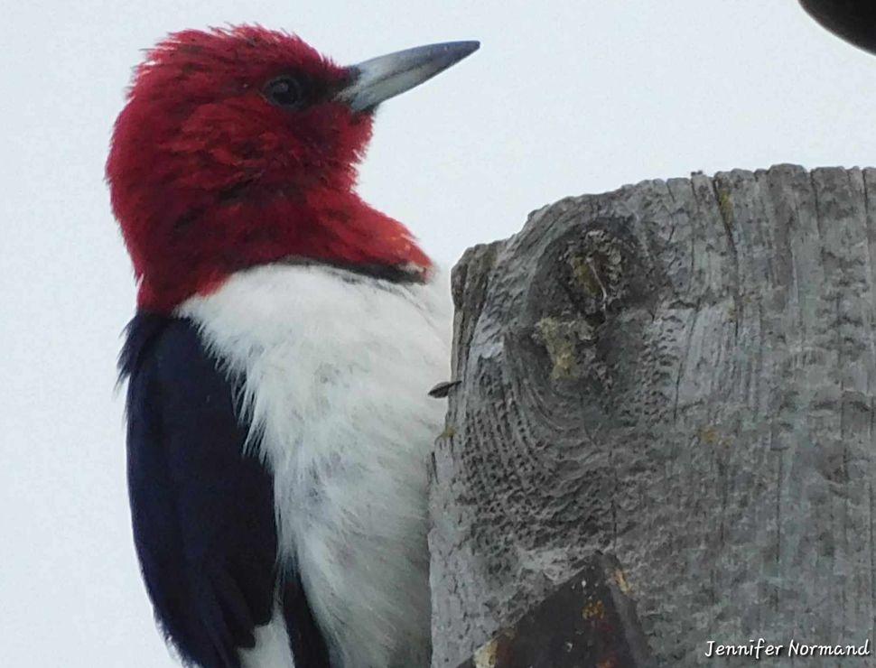 Photographer shares stunning images of Manitoba birds - SteinbachOnline ...