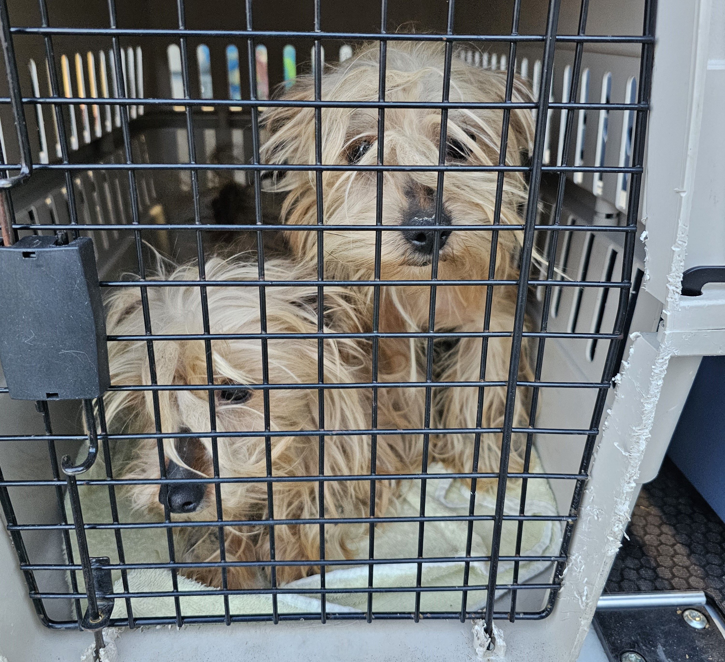 Dogs, sheep, llamas among 82 animals rescued by Alberta SPCA ...