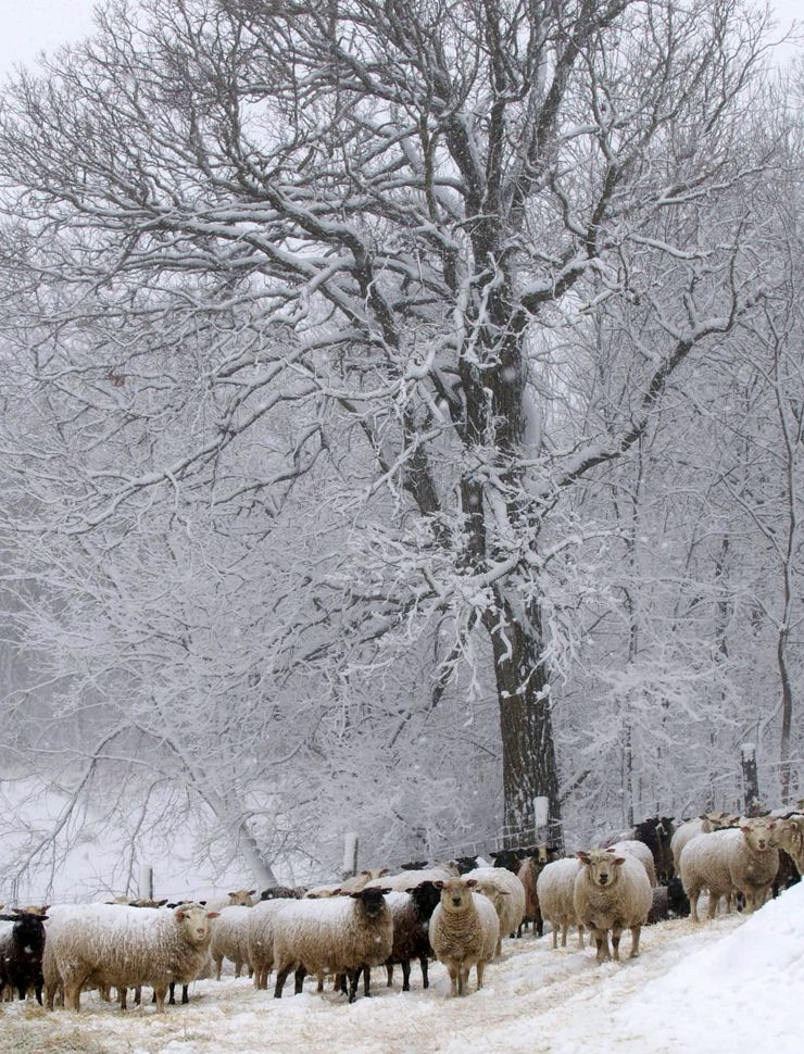 Sheep thrive during mild winter in the Southeast - SteinbachOnline.com ...