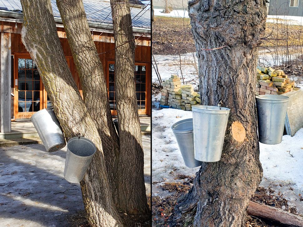 Maple harvest underway a week and a half earlier than normal ...