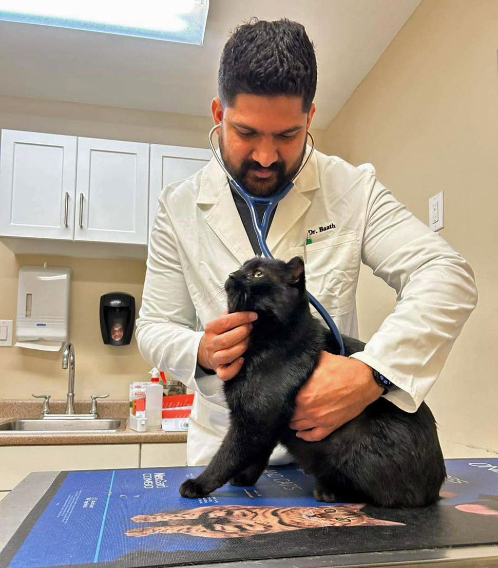 Clearspring Animal Hospital providing early detection and prevention to ...