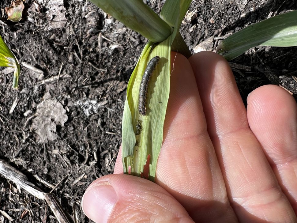 Many corn fields not yet knee high - SteinbachOnline.com - Local news ...