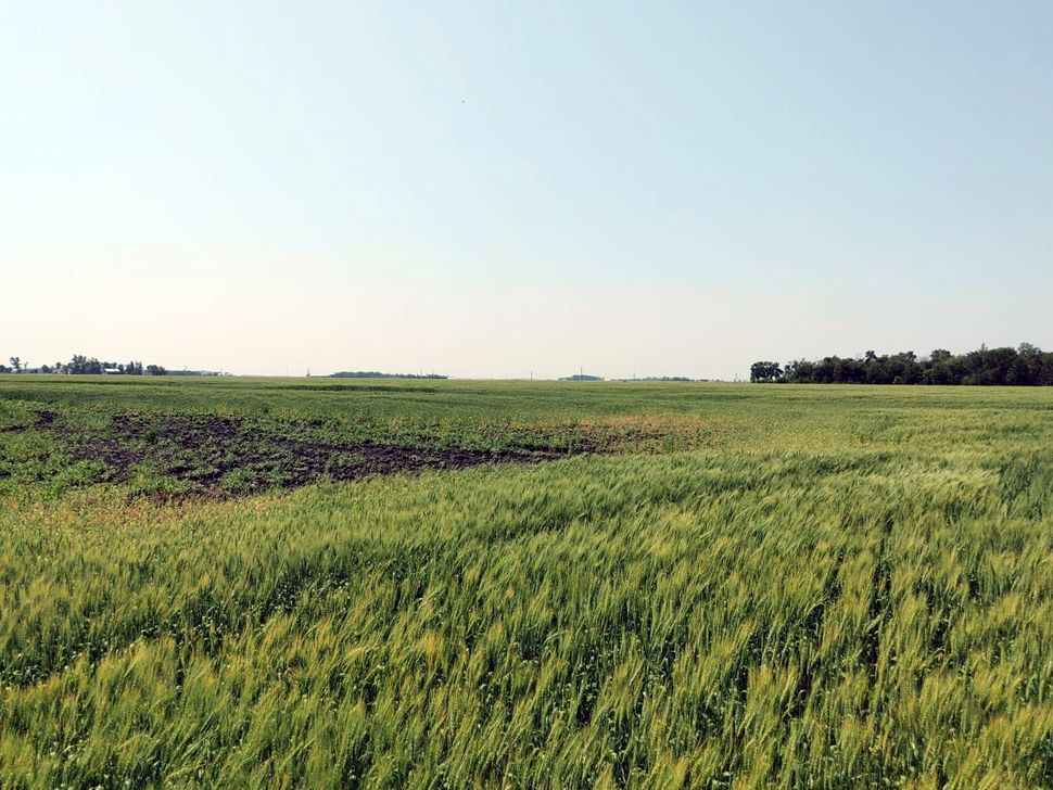 Crops look variable in southeastern Manitoba as harvest draws closer ...