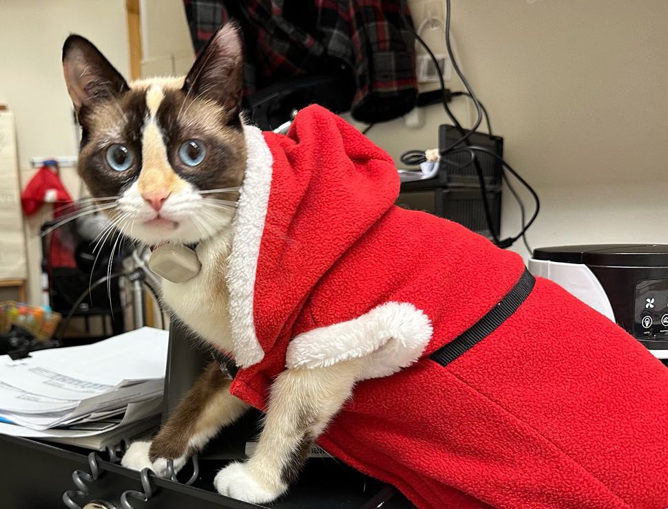 From car undercarriage to comfort cat: Dolly finds new home at Bethesda ...