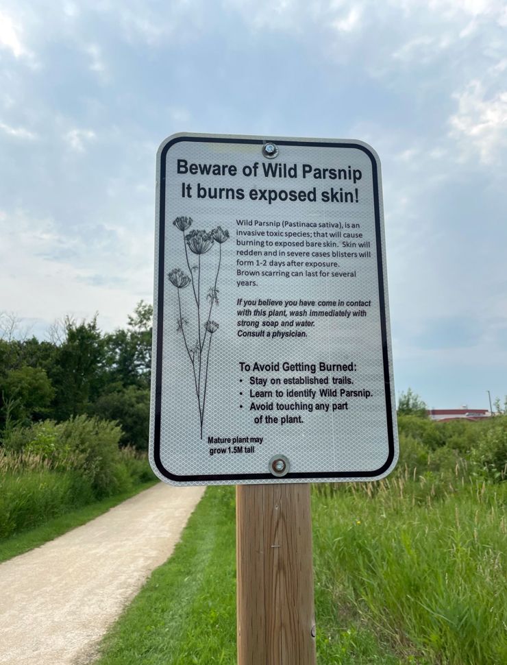 Toxic wild parsnip poses ongoing threat in Steinbach parks ...
