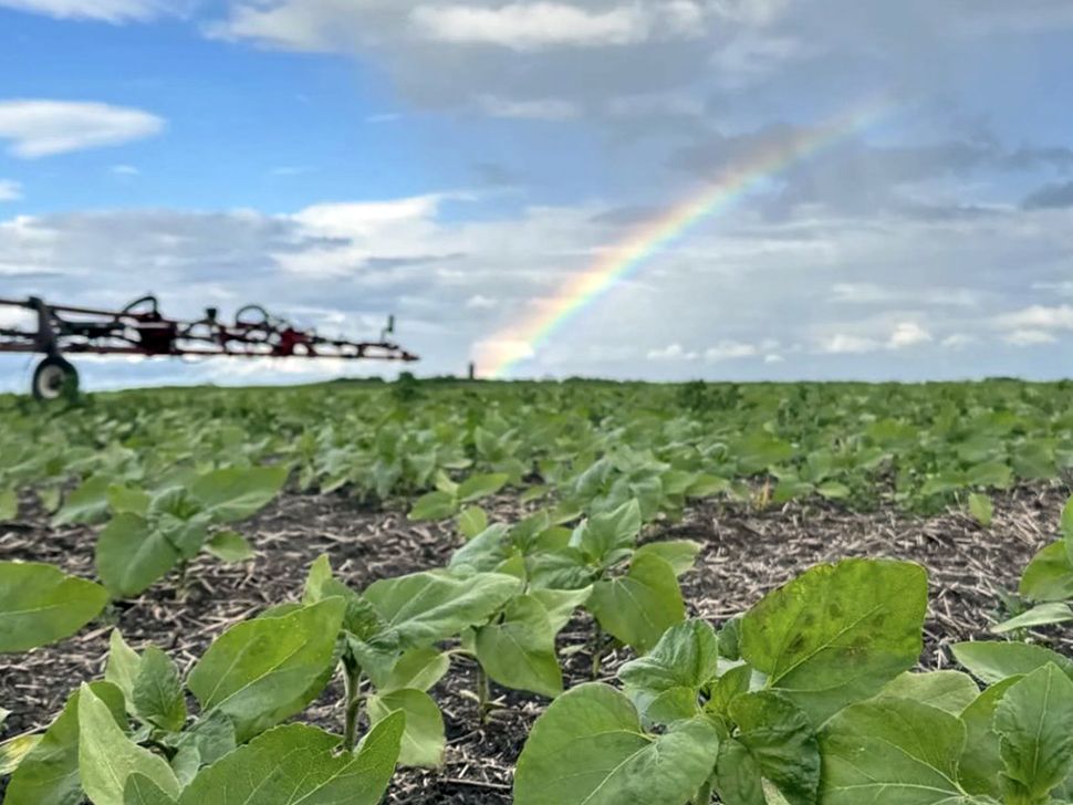 Crops looking really good around Tourond, as start of harvest nears ...