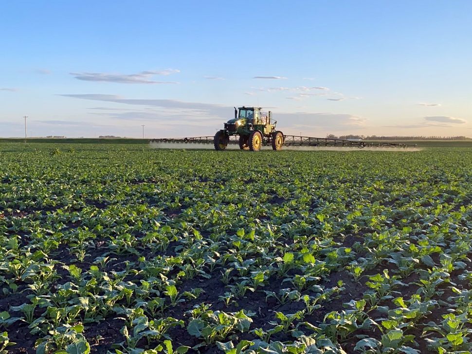 Crops looking really good around Tourond, as start of harvest nears ...