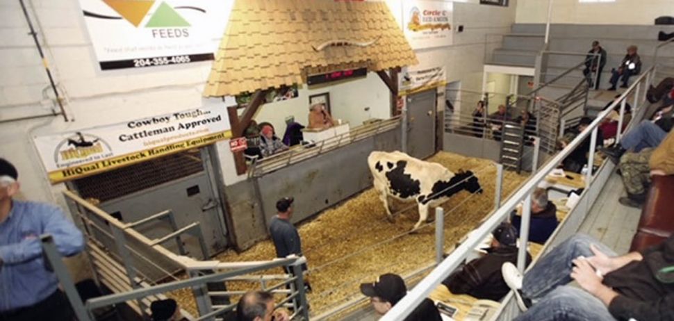 Grunthal Livestock Auction Mart celebrating 50 years of sales ...