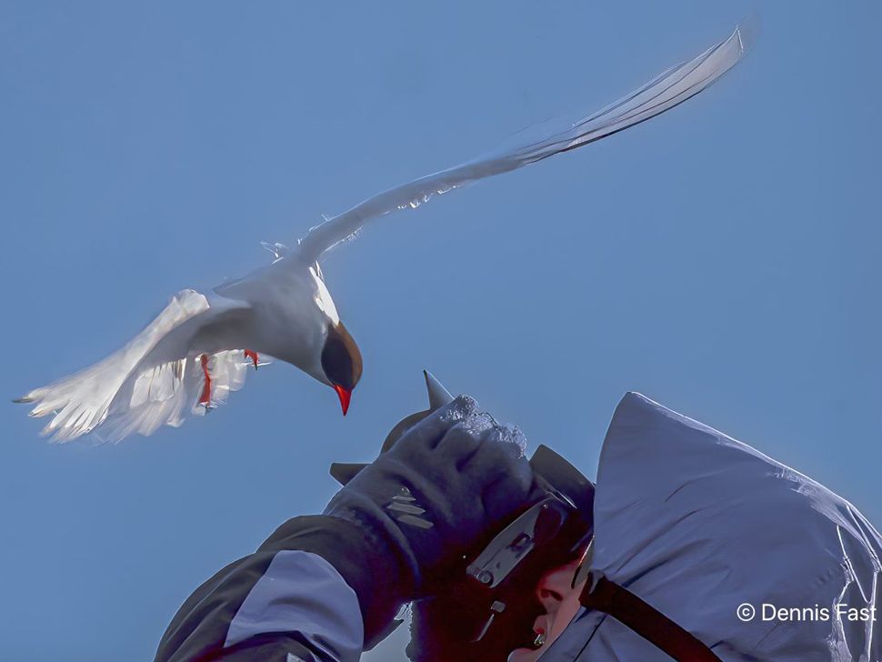 Wildlife photographer Dennis Fast reflects on shifting bird populations ...