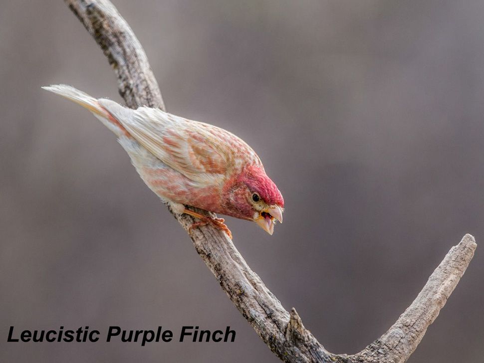 Wildlife photographer Dennis Fast reflects on shifting bird populations ...
