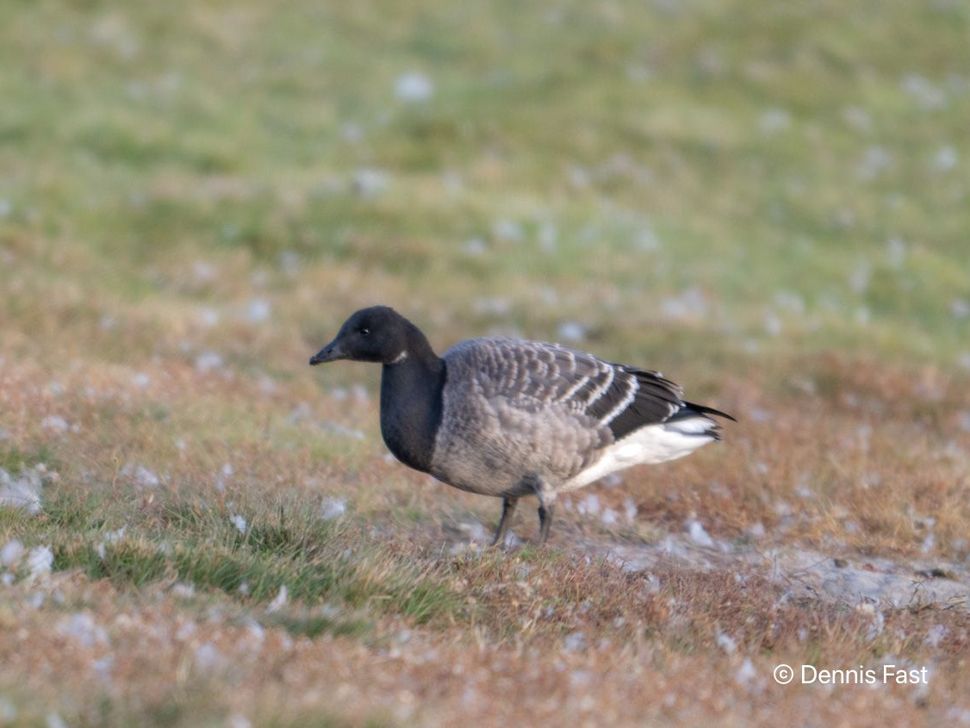Birders thrilled by unusual goose appearance in Steinbach ...