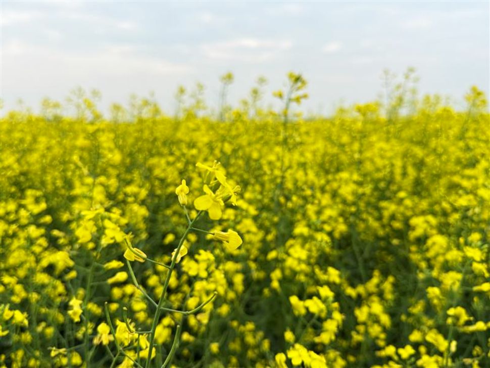Canola season promising as farmers carry on a proud Manitoba legacy ...