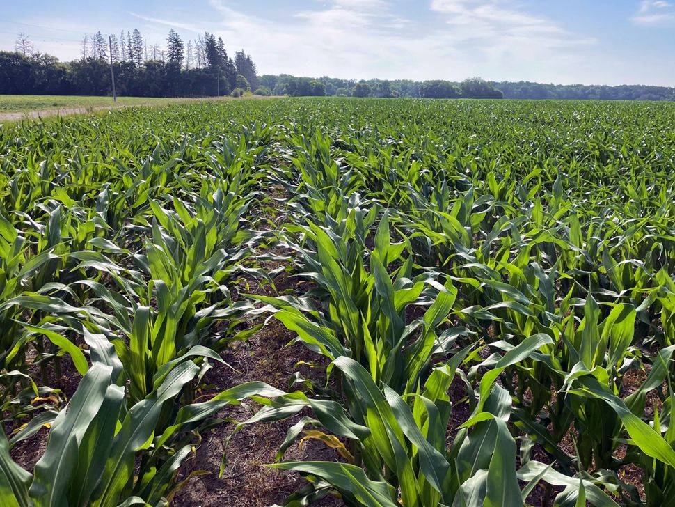 Corn fields loving the heat but could use more rain - SteinbachOnline ...