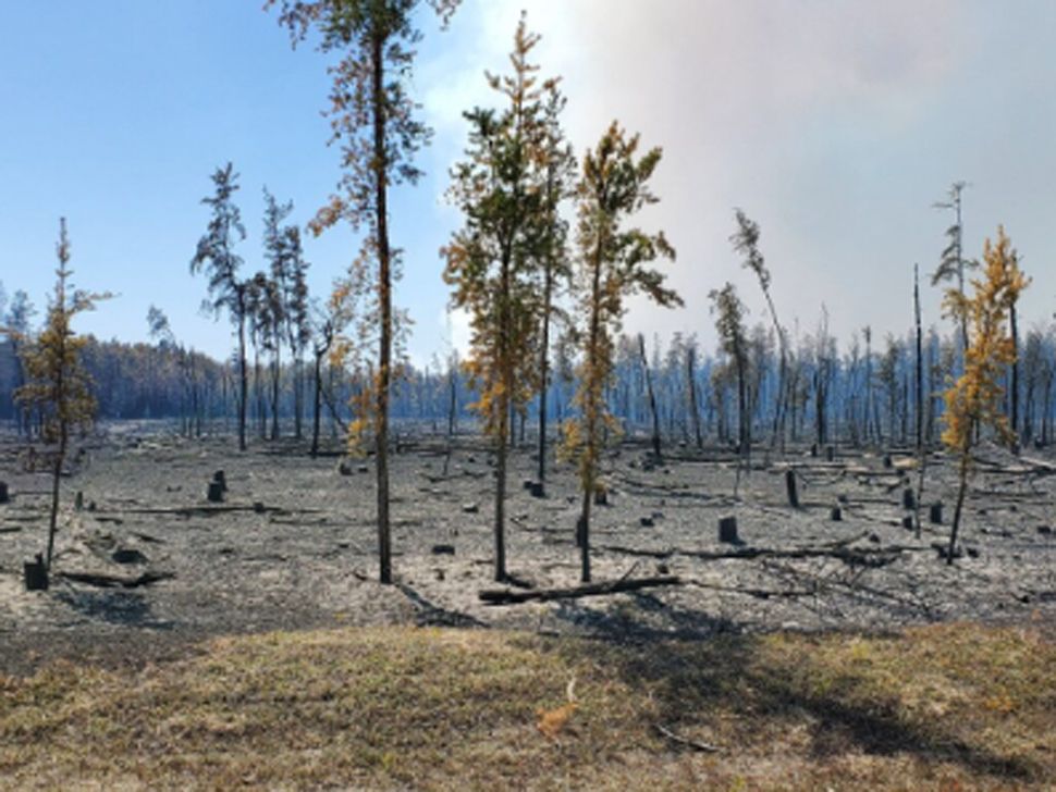 "Rising from the Ashes": Eastman Tourism rallies for wildfire recovery ...