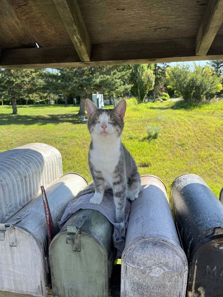 Steinbach rescue cat Dory makes movie debut in Stephen King’s The Long Walk - SteinbachOnline ...