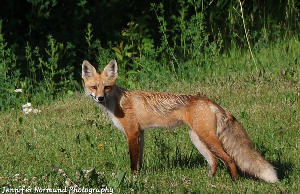 Foxes take the spotlight in this weekend’s Adventures with Nature Norm ...