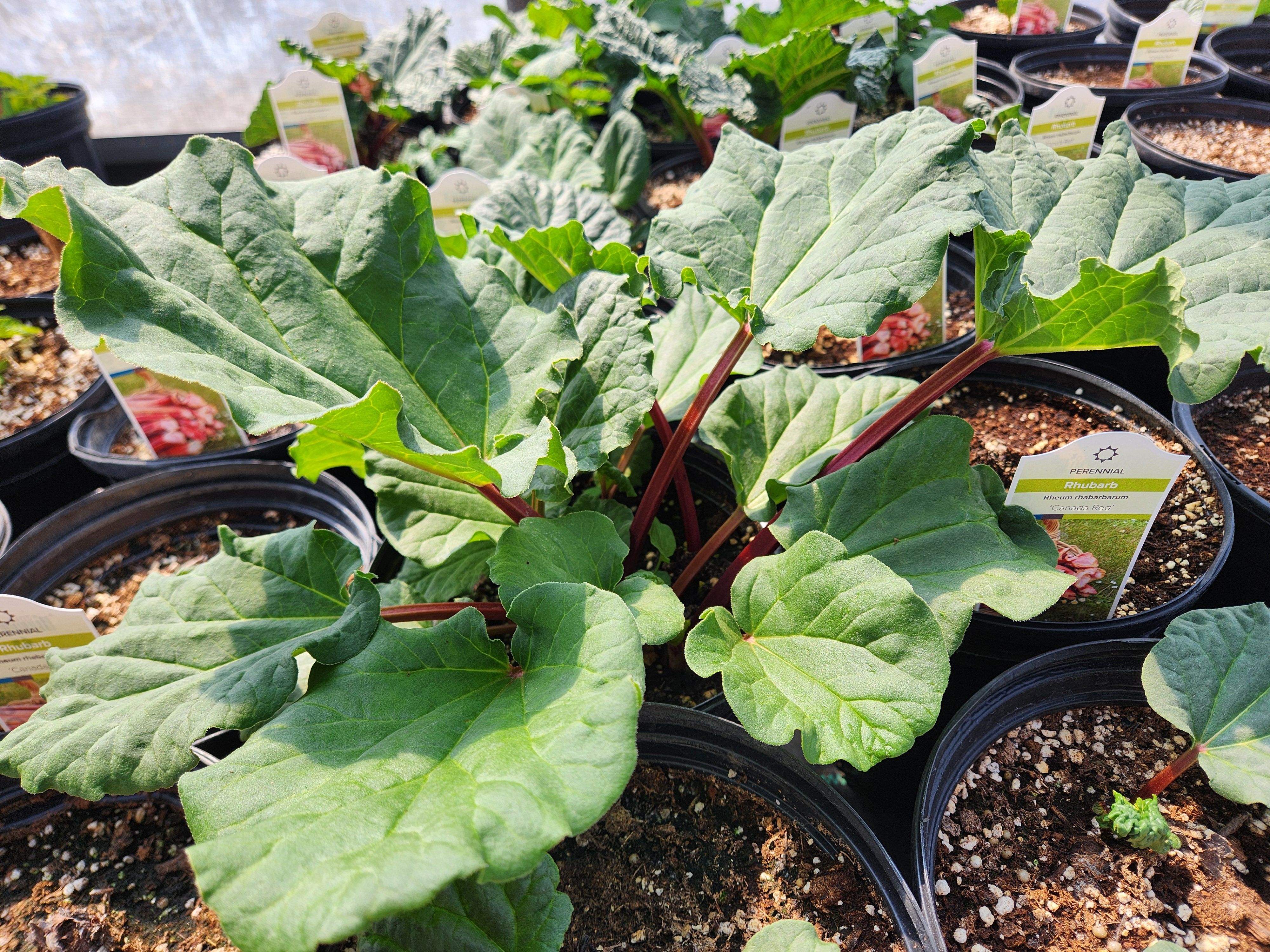 Spring gardening tips for Manitoba growers - PortageOnline.com - Local ...