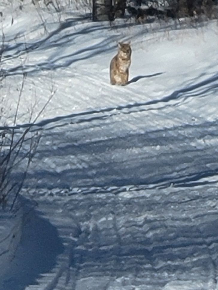 Lynx, bobcats and cougars live in southeastern Manitoba despite rare ...