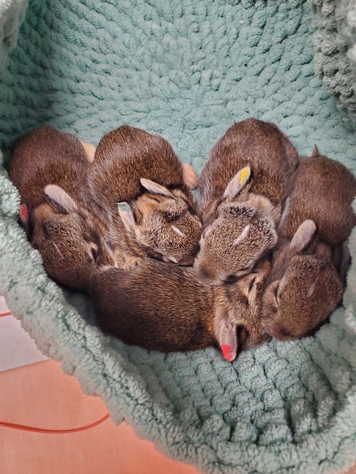 Steinbach baby bunnies released after recovery at Wildlife Haven ...