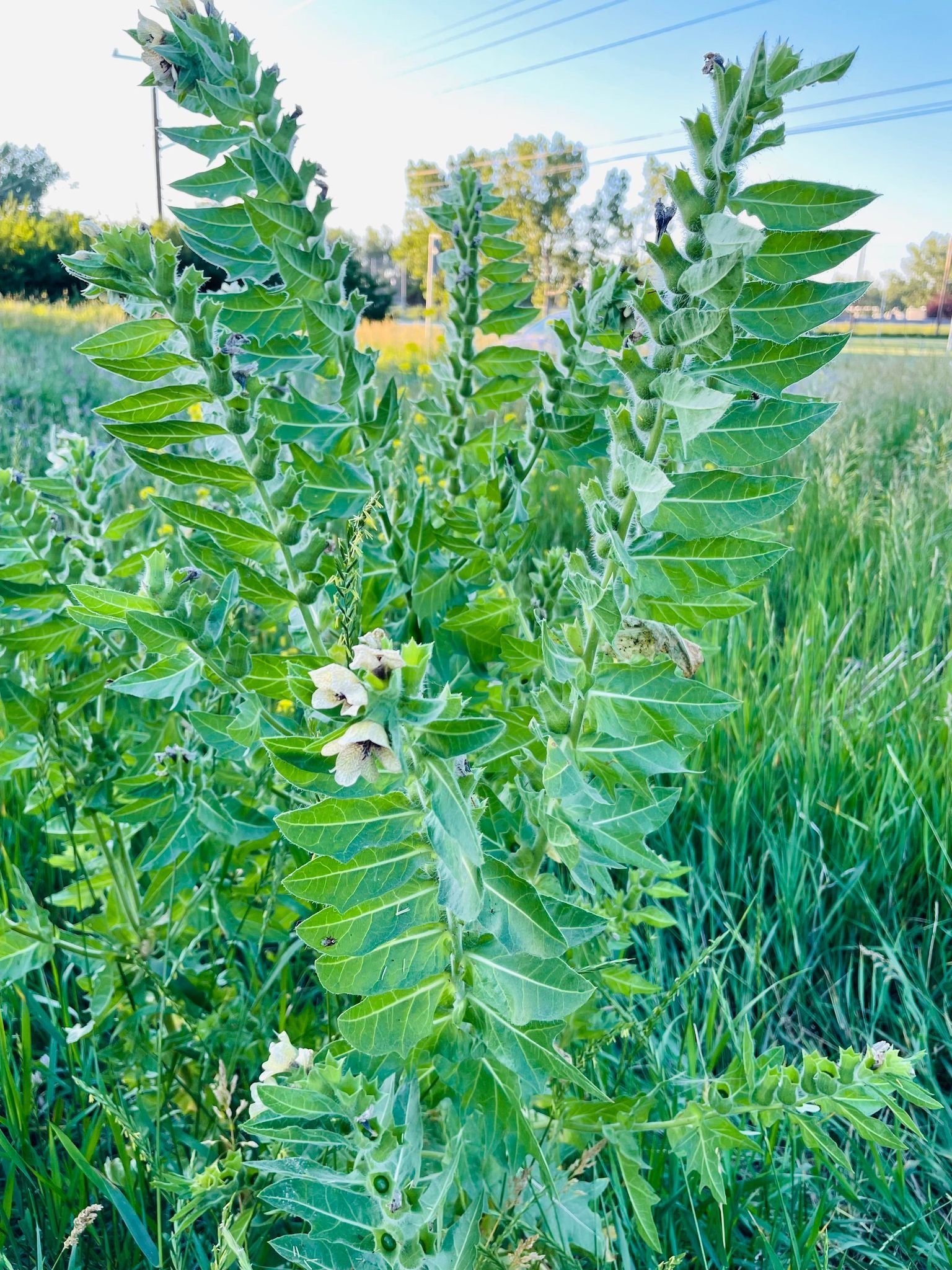 Rise of black henbane in the city could cause some problems ...