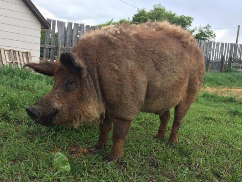 Strathmore fuzzy pig farm readying up for Alberta Open Farm Days ...