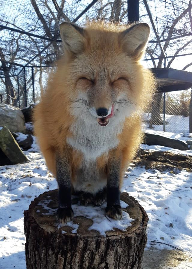 Beloved red fox dies after calling Zoo home for 10 years - Classic107 ...