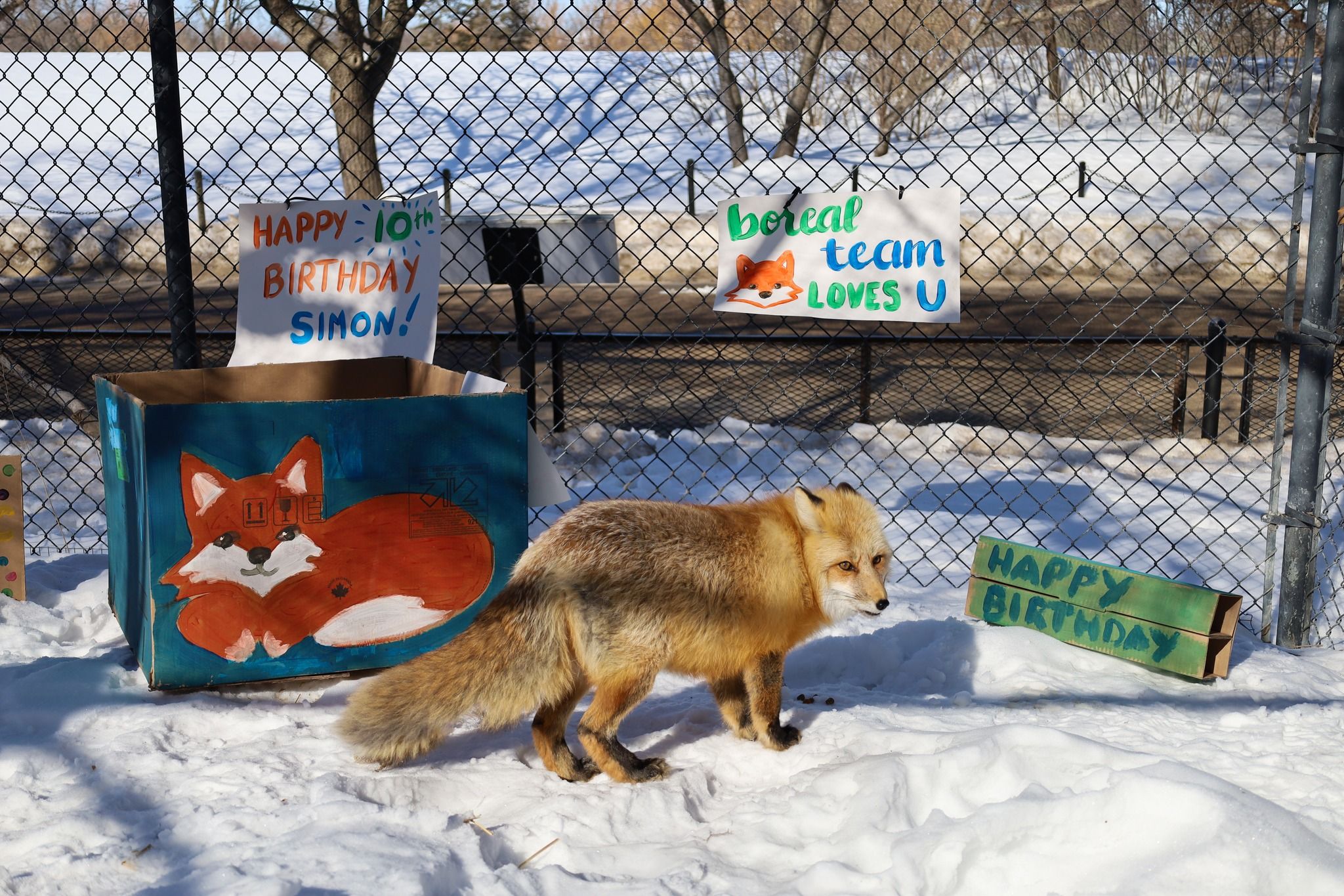 Beloved red fox dies after calling Zoo home for 10 years - Classic107 ...