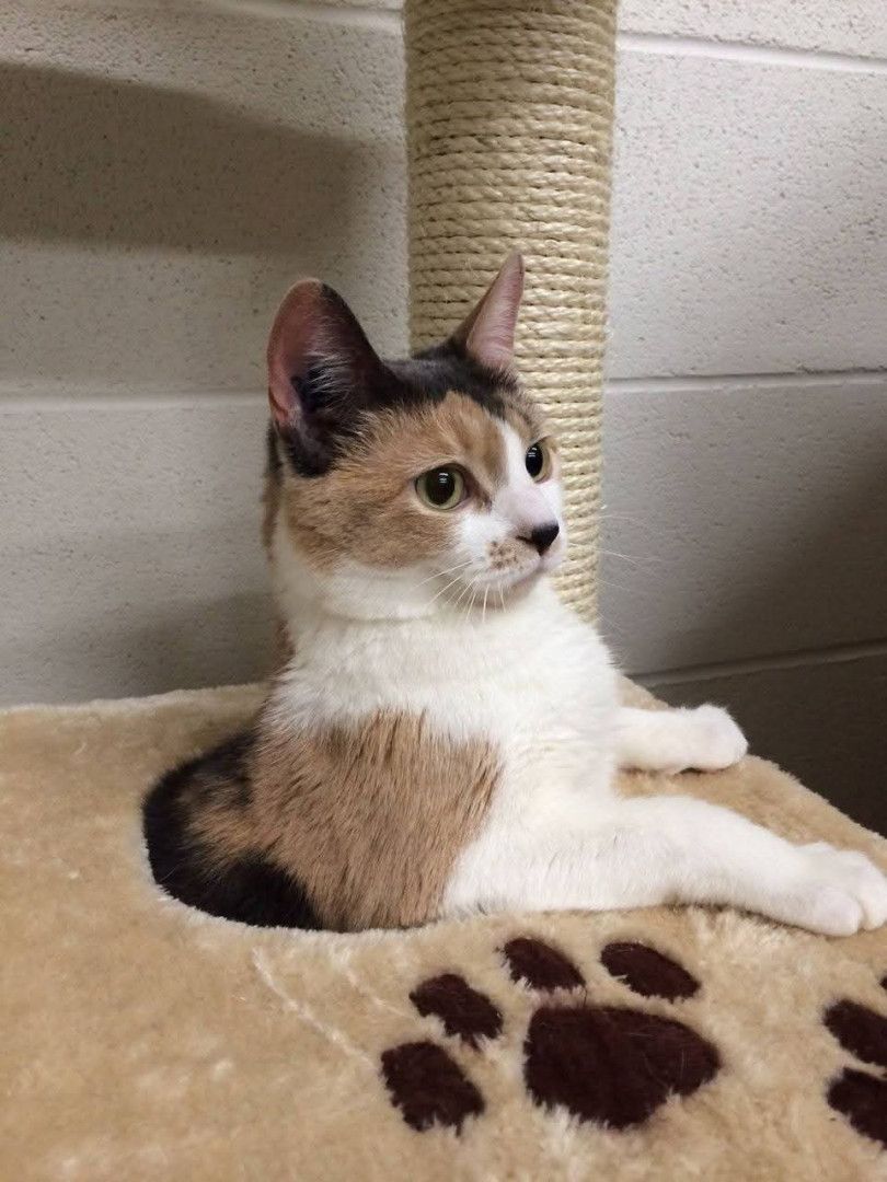 Local rescue cat in running for America’s Favourite Pet ...