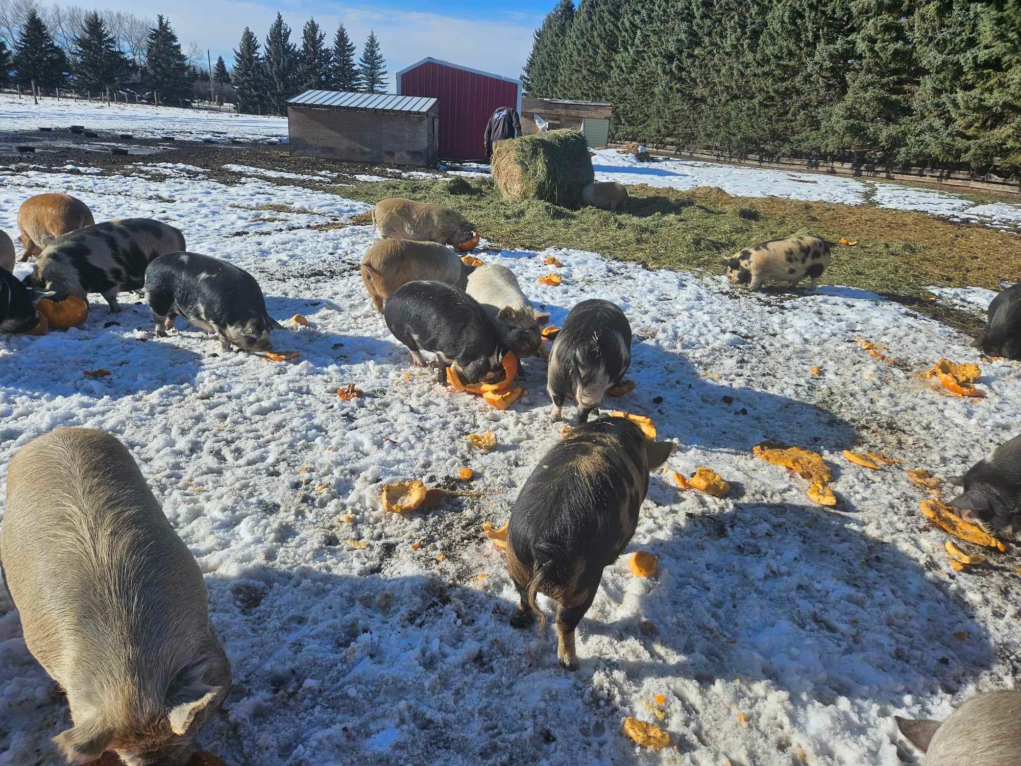 Don't know what to do with your pumpkins? Let pigs eat them ...