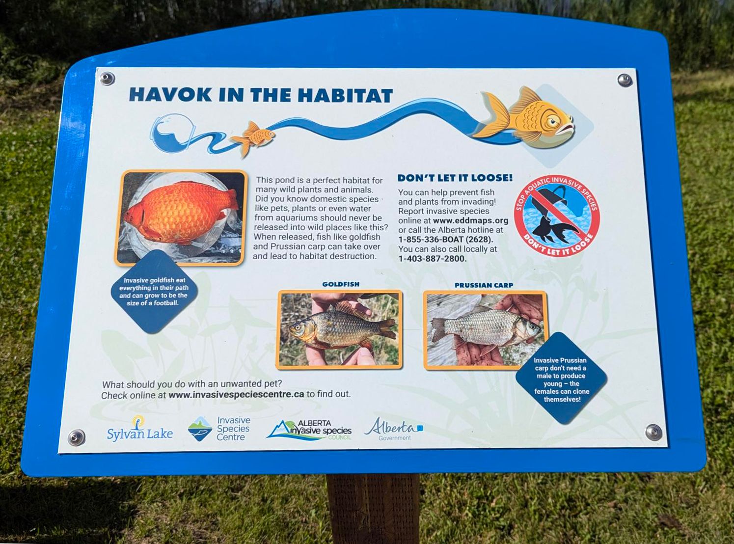 Sylvan Lake warns against releasing invasive fish ...