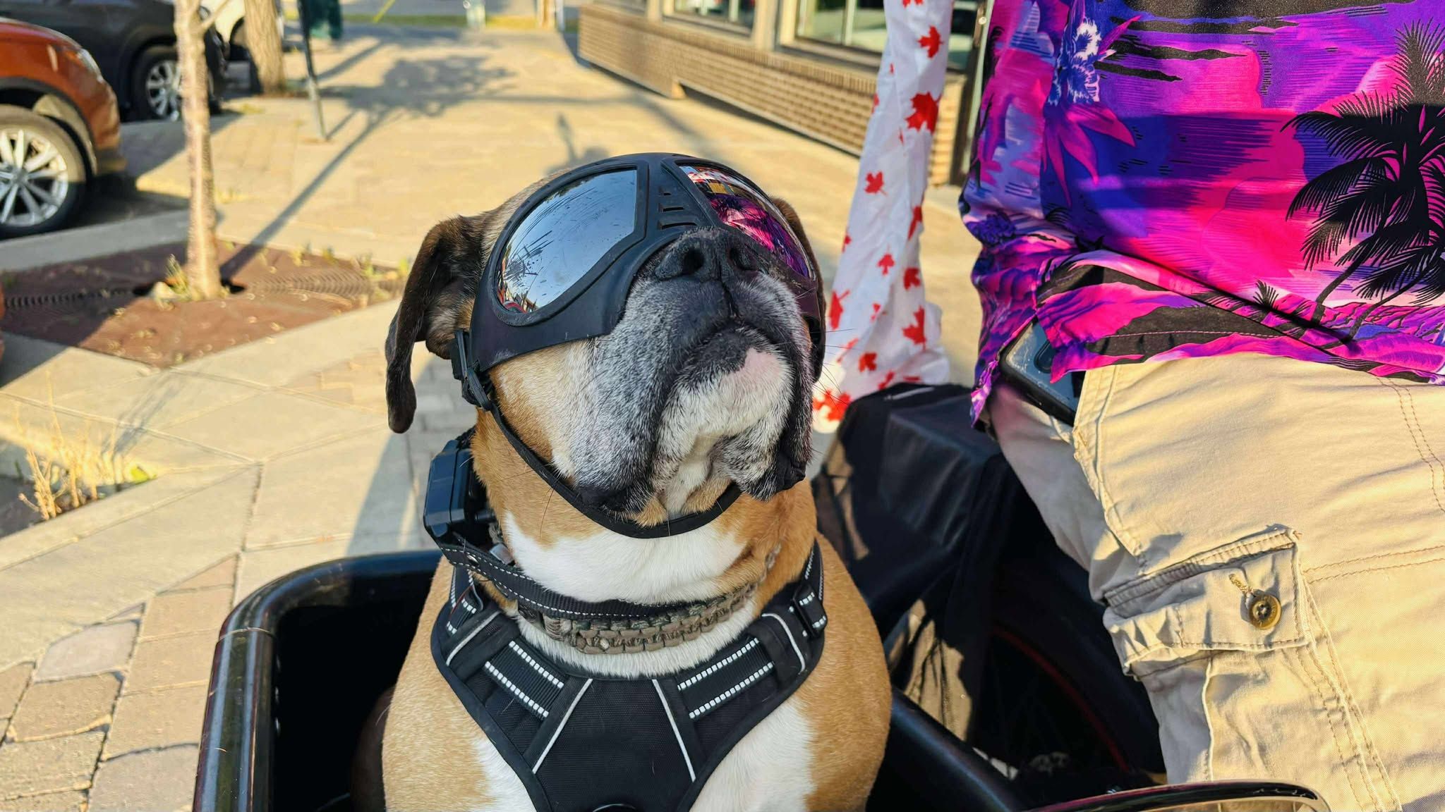 The sidecar dog Airdrie can’t stop waving at - DiscoverAirdrie.com ...
