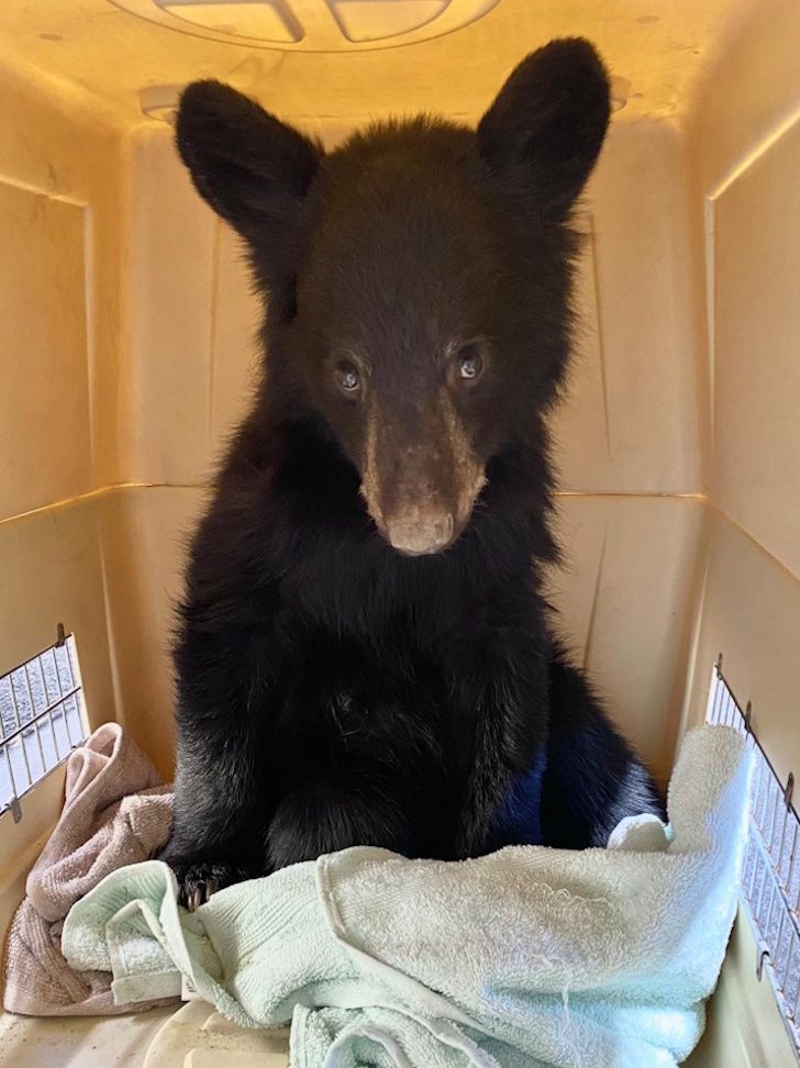 Stonewall bear rescue welcomes three orphaned cubs in one week ...