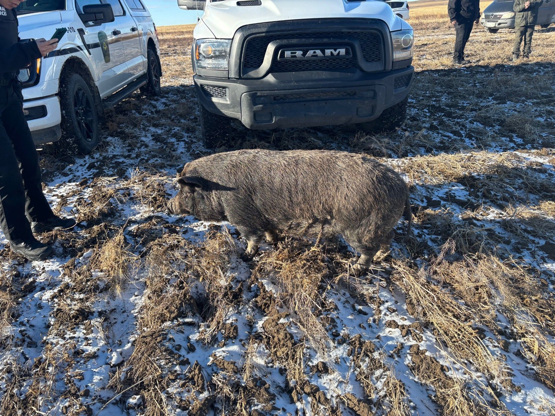 Siksika Animal Services partners with AARCS to control animal ...