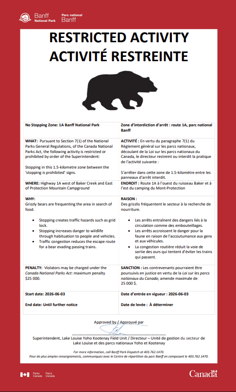 Bear jams prompt no-stopping zone on Bow Valley Parkway ...